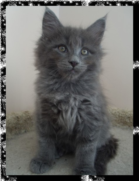 Maine Coon Bleu Smoke